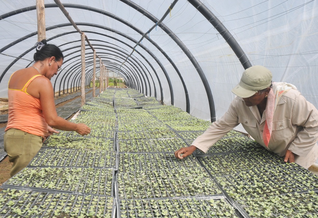 Arrancó siembra de tabaco en Isla de la Juventud