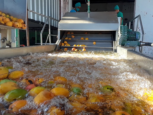 Arrancó campaña de procesamiento del mango