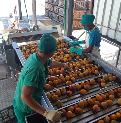 Arrancó campaña de procesamiento del mango